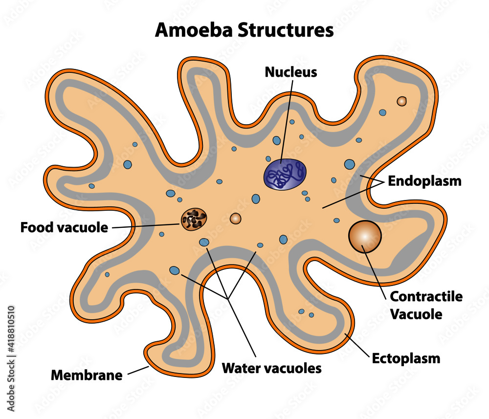 Vetor Do Stock Amoeba Cell Anatomy Labeling The Cell Structures With
