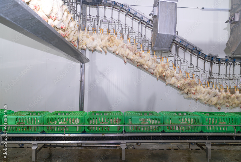 The chicken on the conveyor chain enters the cut-off process. Stock ...