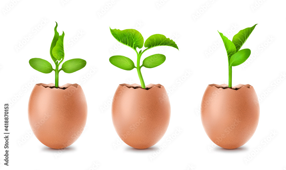 Growing seedlings in eggshells. The process of seed germination. egg ...