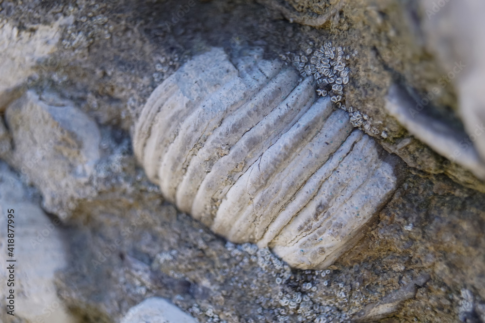 Fossile dans un mur - Fossil in a wall Stock Photo | Adobe Stock