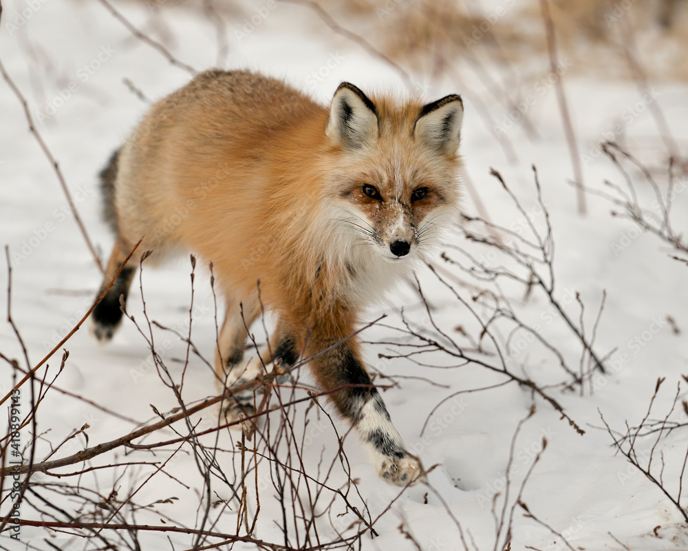 Red unique fox close-up profile walking towards you and looking at ...