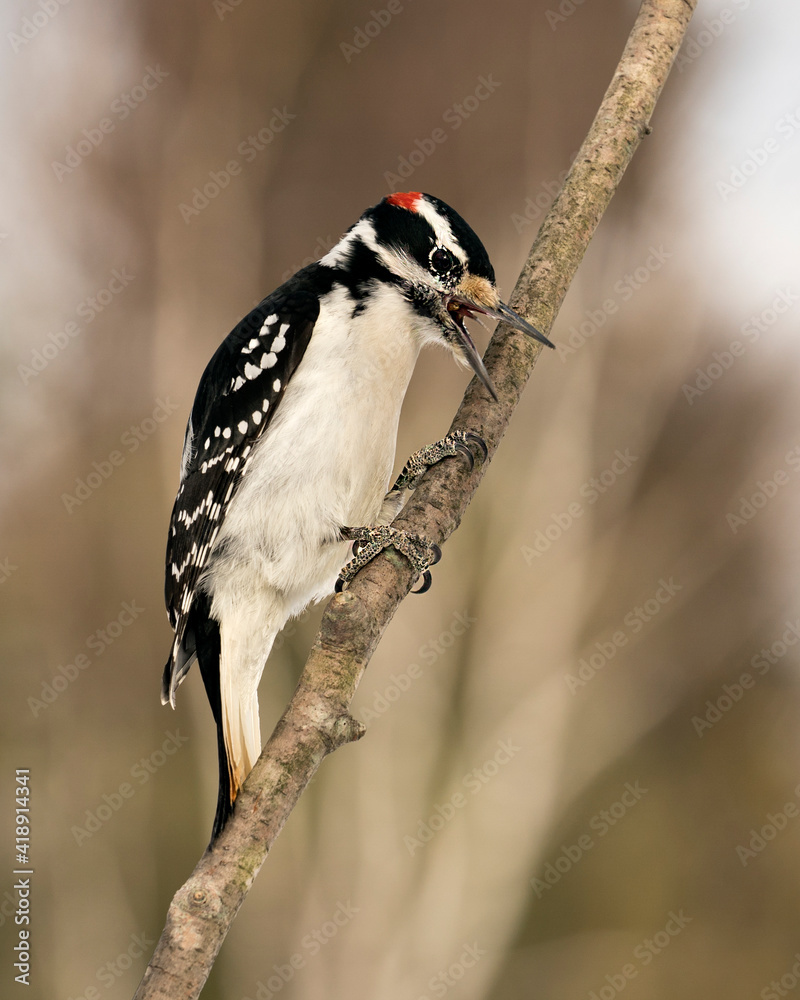 Woodpecker Stock Photos. Close-up profile view climbing tree branch ...