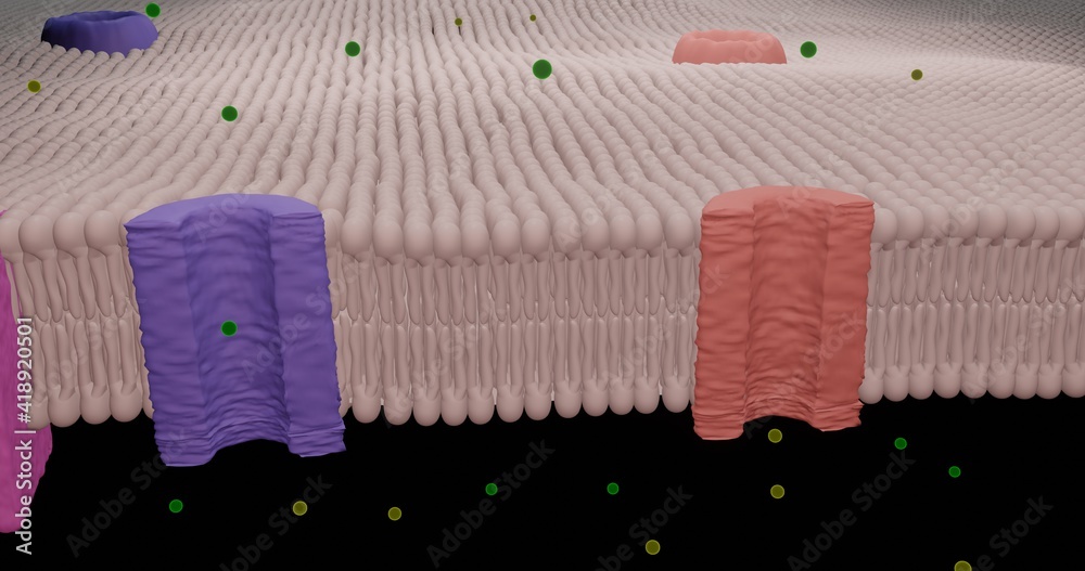 plasma membrane of a neuron with ionic channels in 3d illustration ...