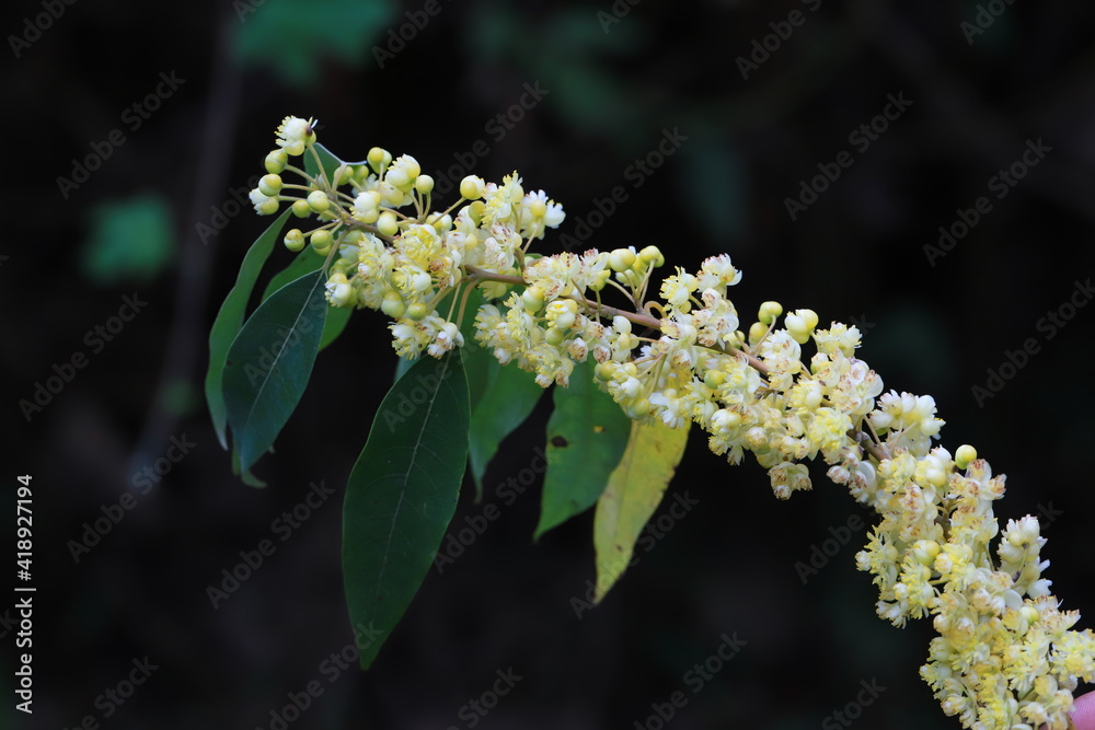 Litsea cubeba pers flower. essential oils with seeds .Plant from nature ...