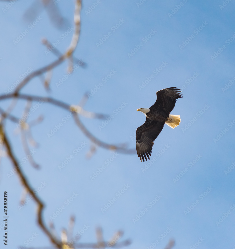 Bald eagle flying overhead, seen through tree canopy. Large majestic ...