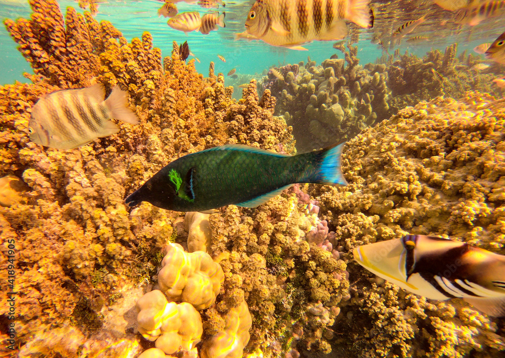 Poissons labre oiseau et baliste, lagon à Taha'a, Polynésie française ...