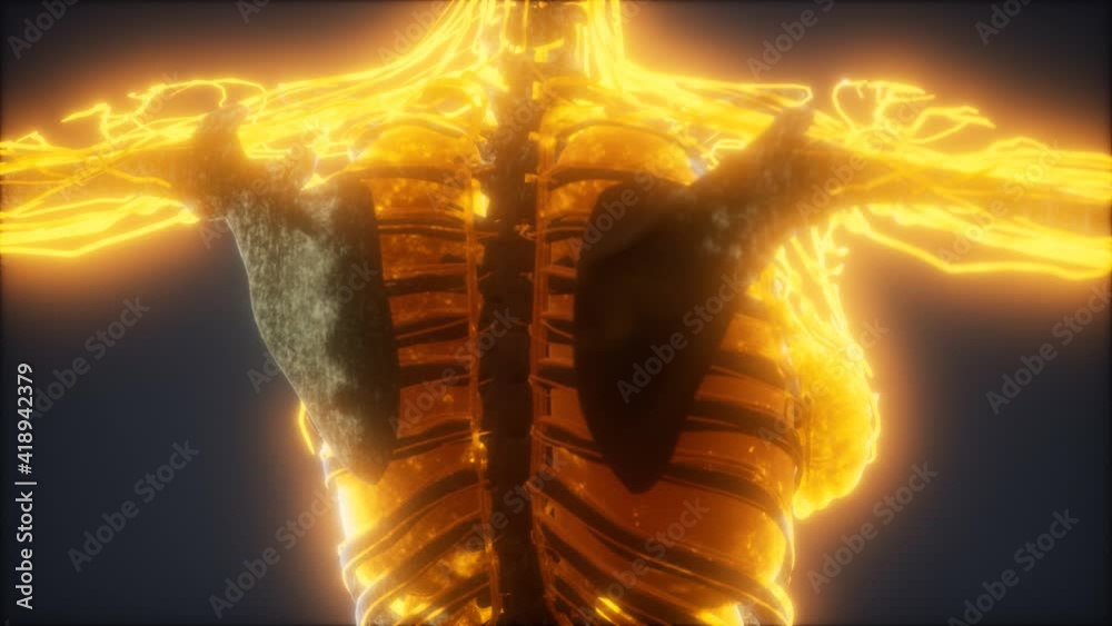 Colorful Human Body animation showing bones and organs vídeo do Stock ...