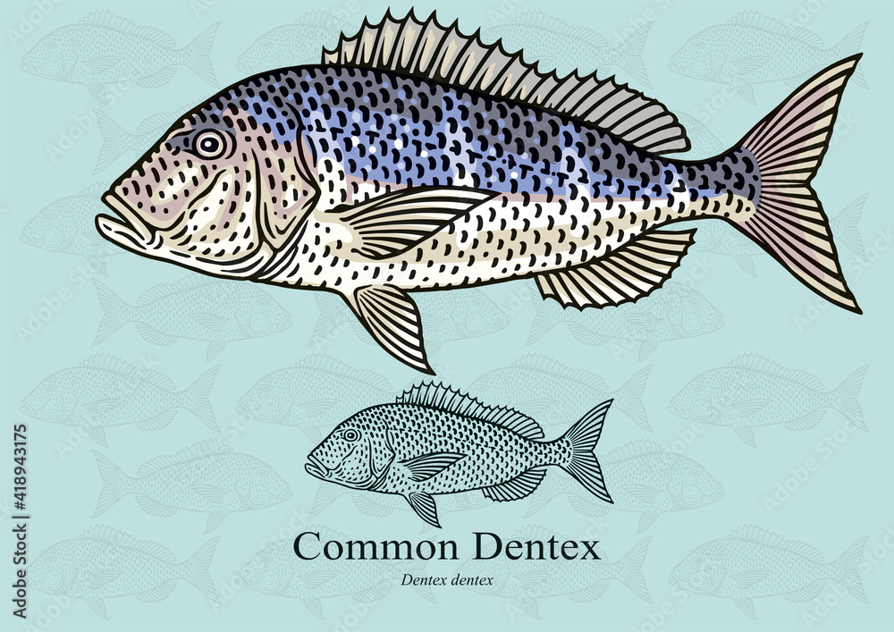 Common Dentex. Common Dentex. Vector illustration with refined details ...