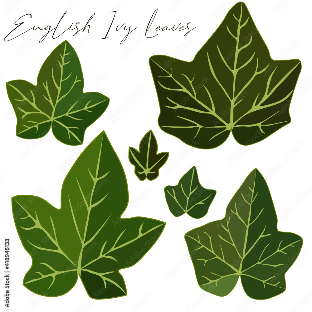 Cartoon illustration of English Ivy Leaves Stock Vector | Adobe Stock