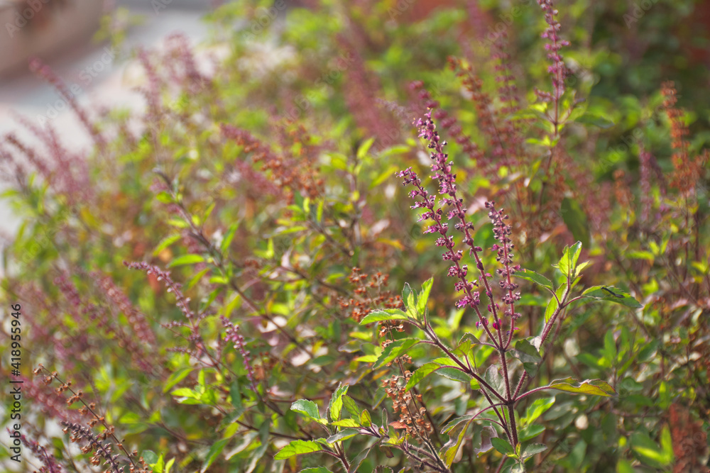 Closeup of krishna tulsi (holy basil, Ocimum Tenuiflorum), an aromatic ...