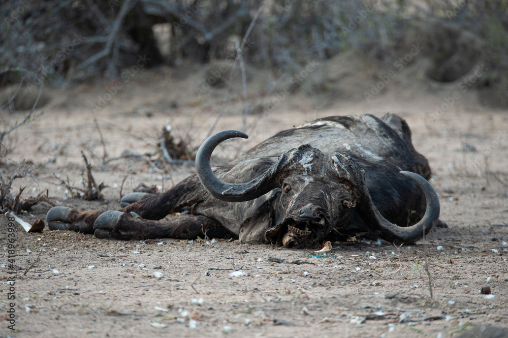 Cape Buffalo remains seen in the middle of a drought on a safari in ...