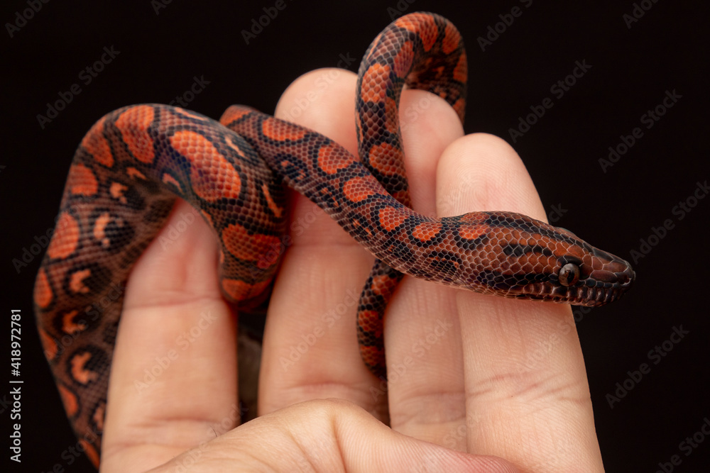 Foto de Epicrates cenchria is a boa species endemic to Central and ...