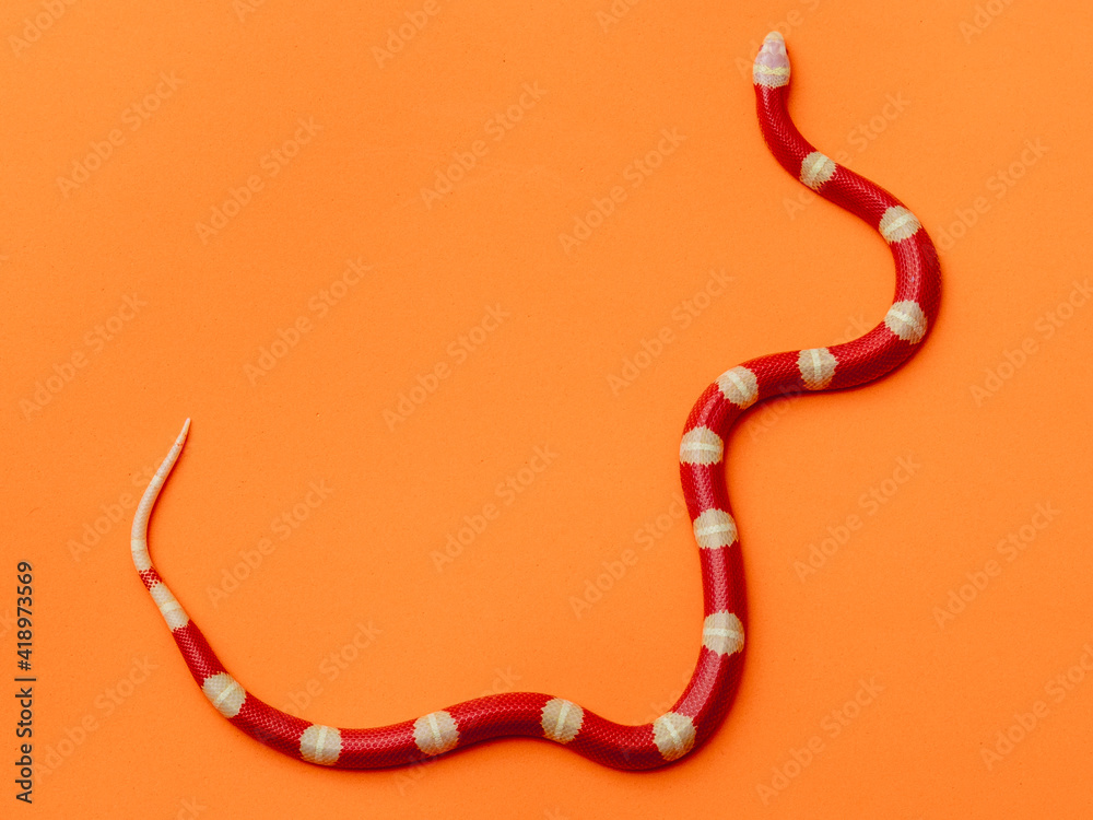 Lampropeltis triangulum, commonly known as the milk snake or milksnake ...