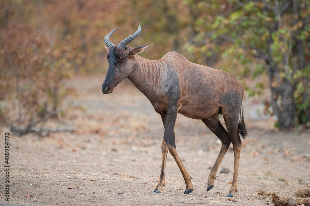 Foto de Tsessebe antelope seen on a safari in Kruger National Park do ...