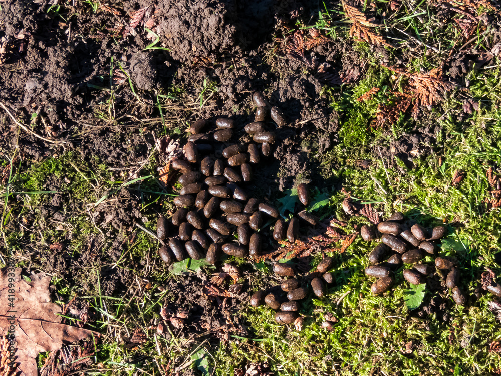 Cluster of oval-shaped Roe deer droppings (poo) on the ground. Animal ...