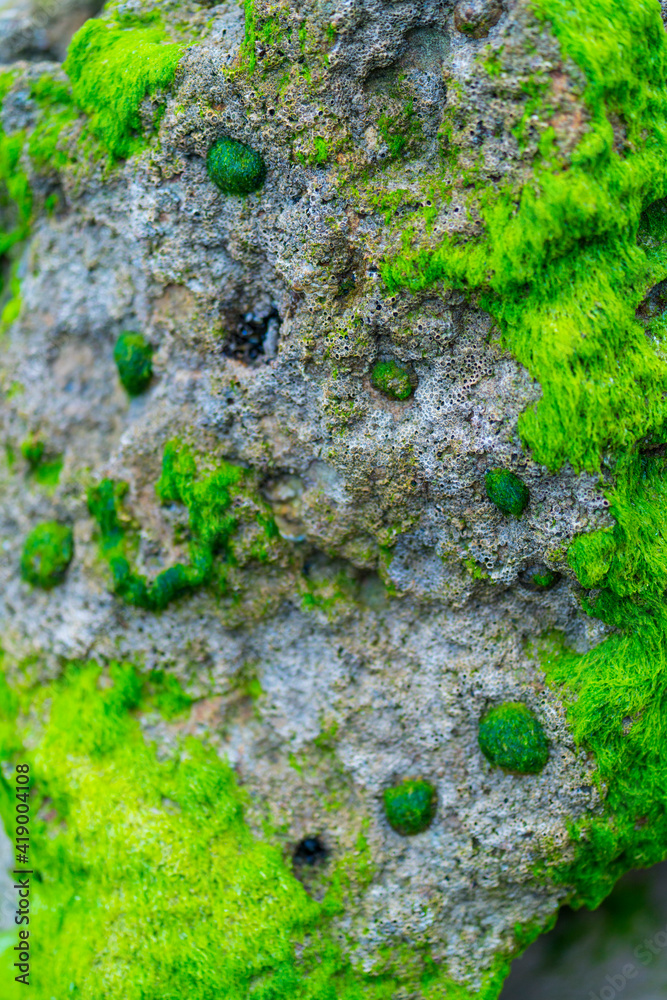LAPA - LIMPET (Patella aspera), Berria beach, Marismas de Santoña ...