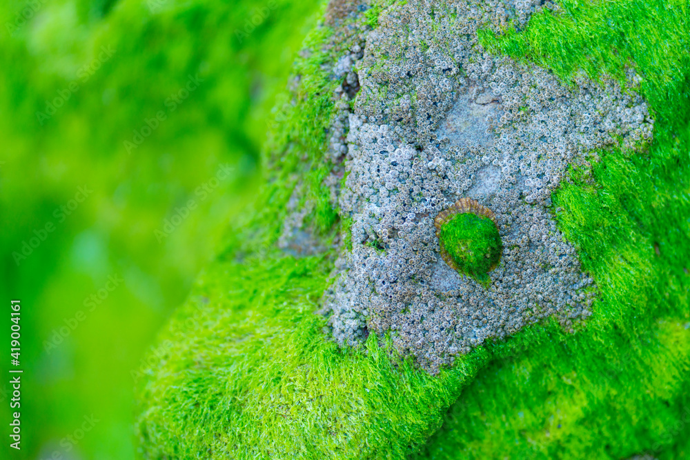 LAPA - LIMPET (Patella aspera), Berria beach, Marismas de Santoña ...