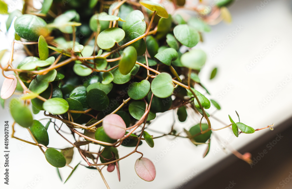 Peperomia prostrata Pepperspot house plant Stock Photo | Adobe Stock