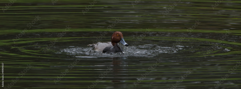Wild red head duck male drake (aythya americana) embryo shot, water ...