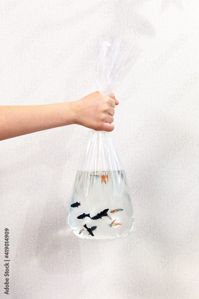 Small fish in a transparent plastic bag in hand on a light background ...
