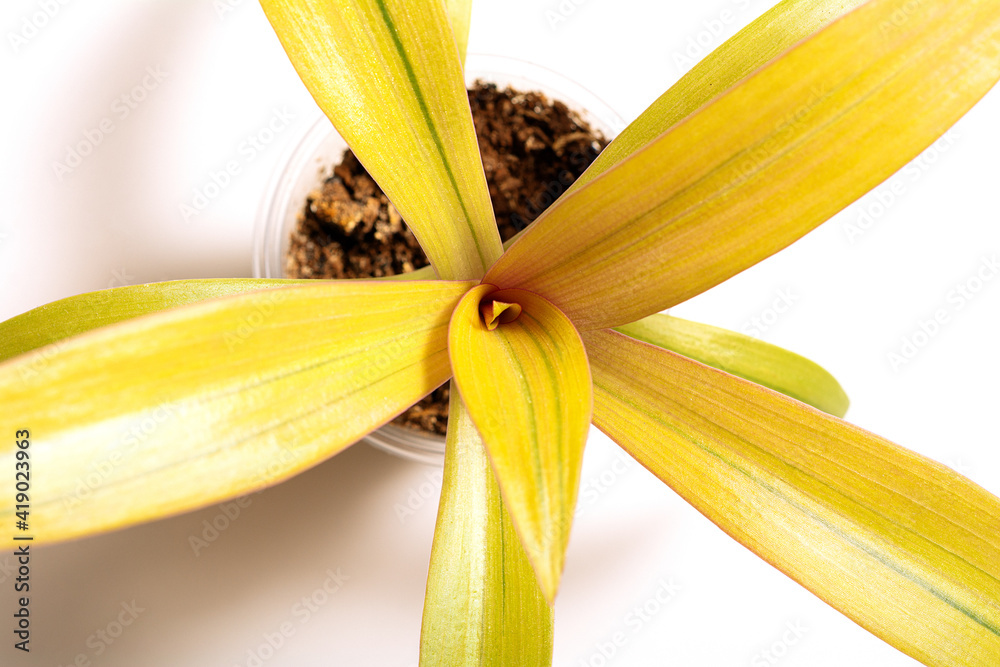 Houseplant Rhoeo sitara's gold, tropical foliage nature background ...