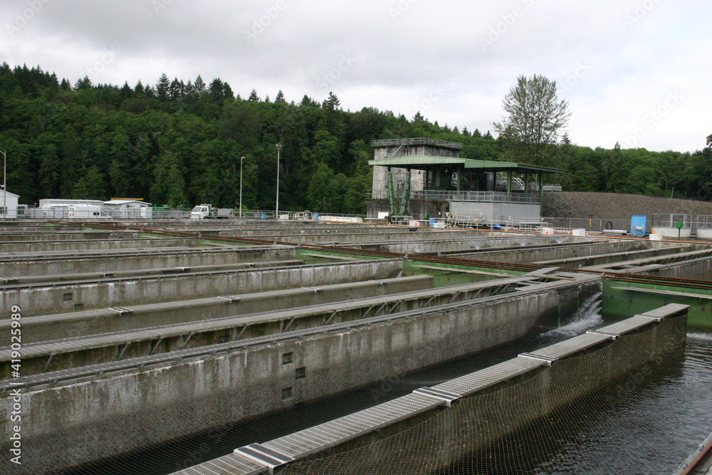 Salmon Fish Hatchery, Cowlitz, Northern California with Rows of tanks ...