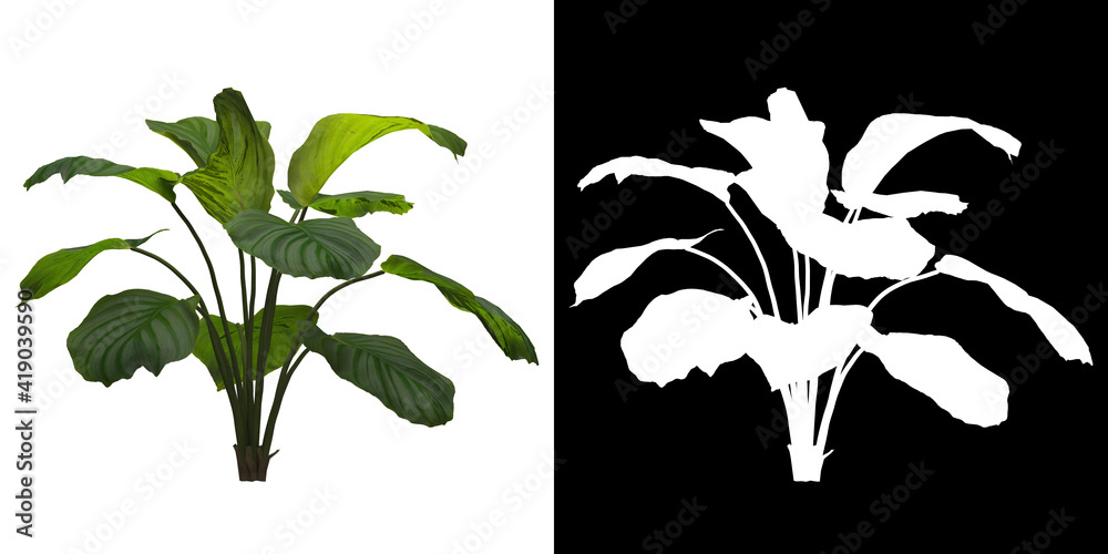 Front view of tree (Calathea Orbifolia) png with alpha channel to ...