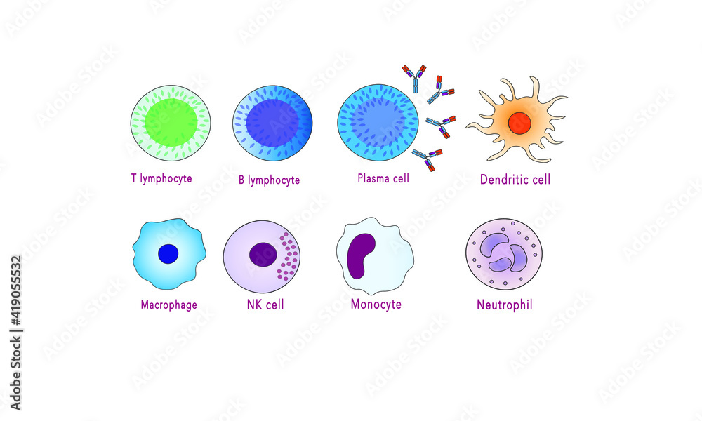 Cells of the immune system [Innate and adaptive] Stock Vector | Adobe Stock