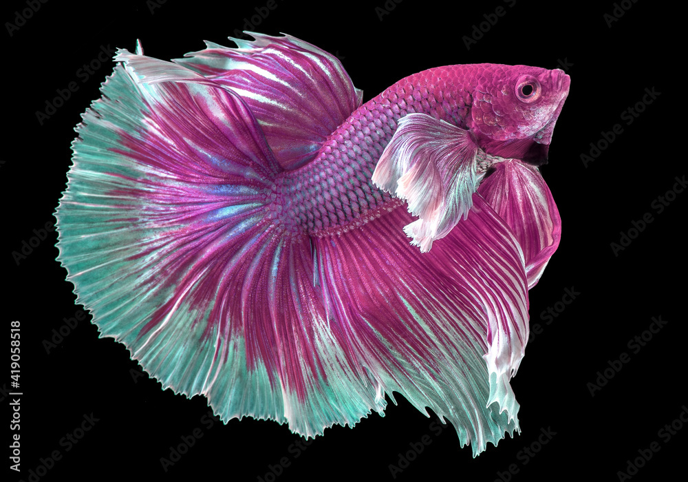 Purple And Pink Betta Fish