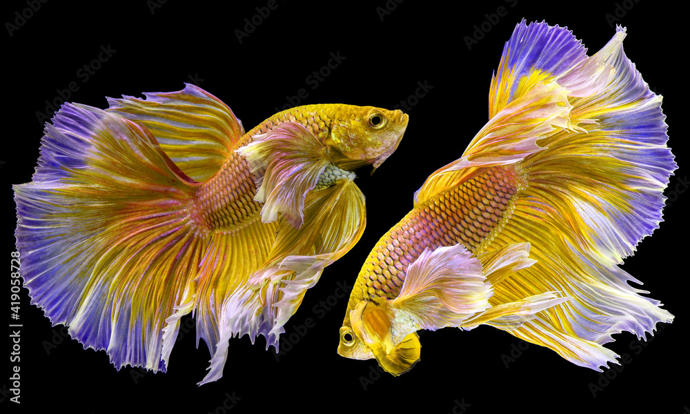 Beautiful movement of two golden betta fish, yellow Siamese fighting ...