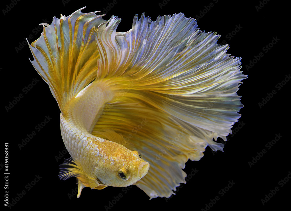 Beautiful movement of golden betta fish, yellow Siamese fighting fish ...