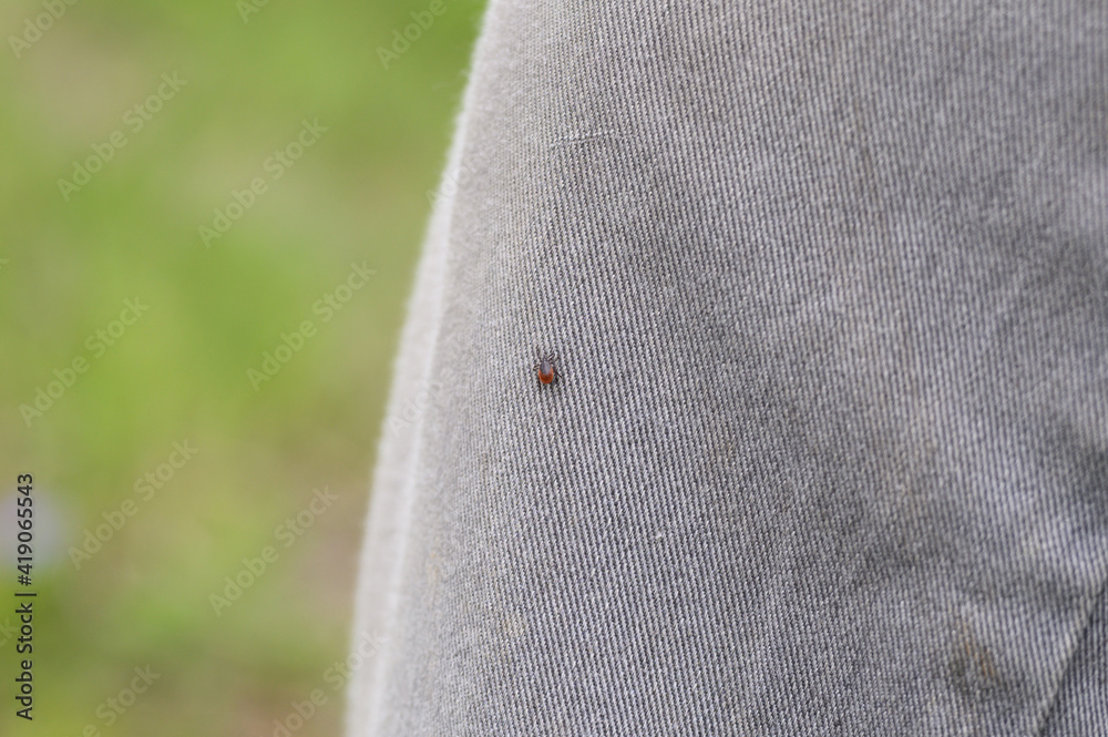 the taiga tick (latin: ixodes persulcatus) is a blood - sucking ...