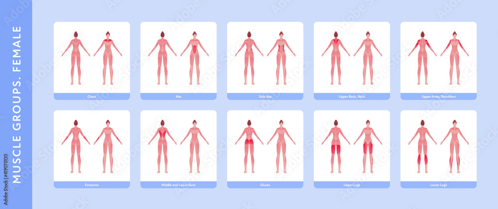 Human muscle group and body anatomy. Vector flat color illustration set ...