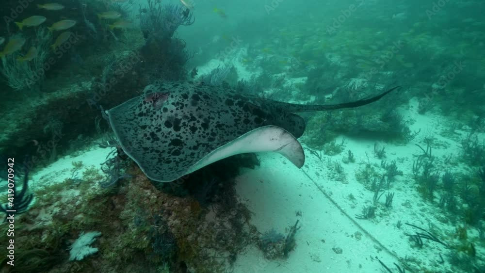 Stockvideo Tracking shot of roundray stingray (Myliobatoidei ...