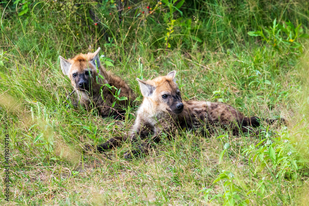 Hyena, detail portrait. Spotted hyena, Crocuta crocuta, angry animal ...