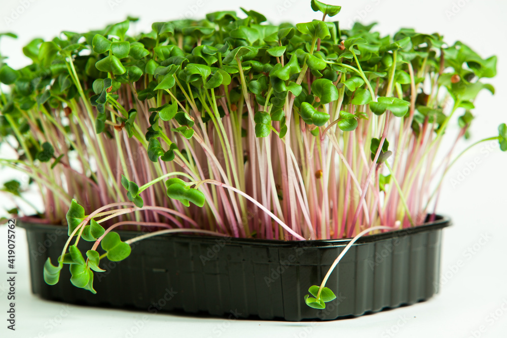Growing sprouted seeds, microgreens. Healthy lifestyle. Green sprouts ...