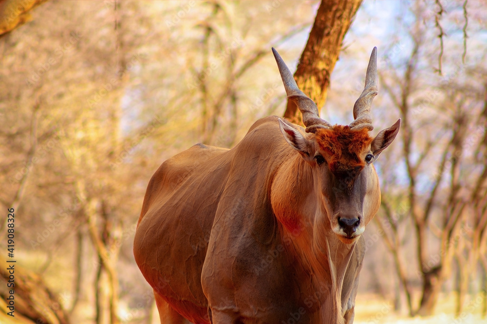 Foto de Beautiful Images of African largest Antelope. Wild african ...