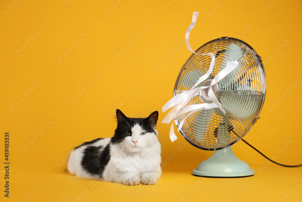 Cute fluffy cat enjoying air flow from fan on yellow background. Summer ...