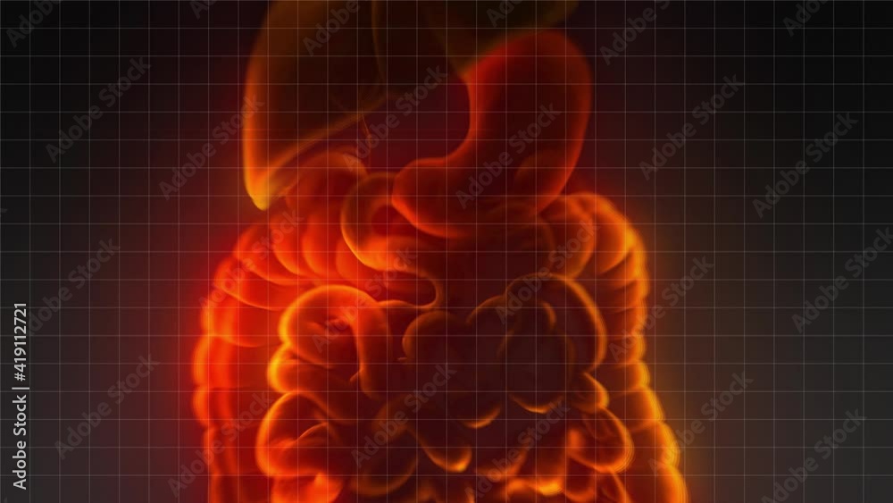 Animation of an abstract x-ray image of the digestive system (stomach ...