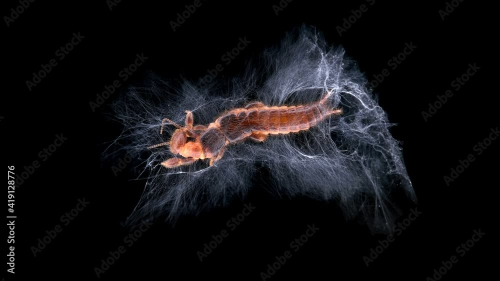 relic insect Embia savignyi under a microscope, female. Of the family ...