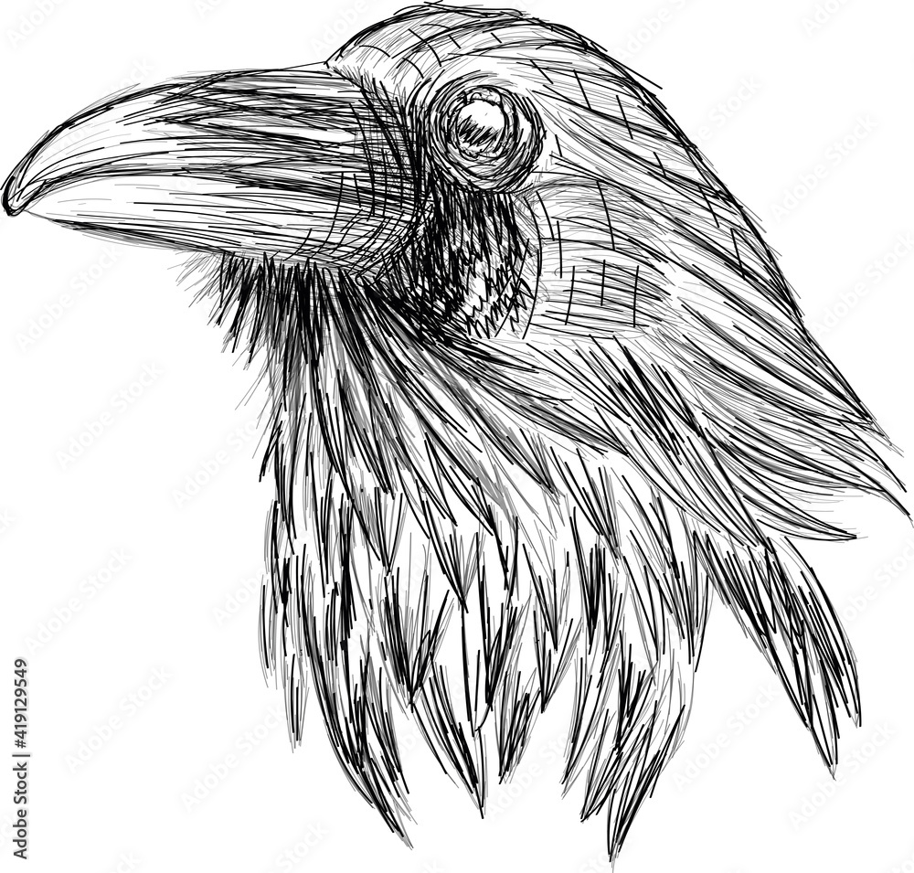 Raven portrait - original black and white portrait sketch of raven bird ...