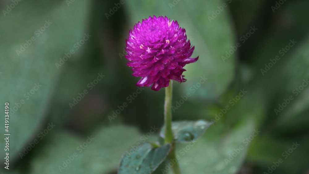 The round pink flower of a Common globe amaranth plant growing in a ...