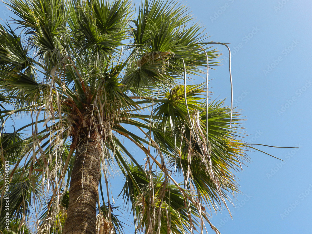 Washingtonia filifera palm tree exemplar - Ejemplar de palmera ...