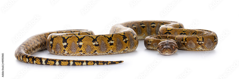 Reticulated python on whiteBeautiful Reticulated python aka ...