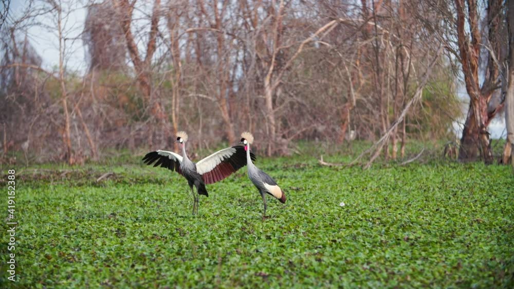 A Kenyan Crown-Crane (Balearica regulorum) is performing a mating dance ...