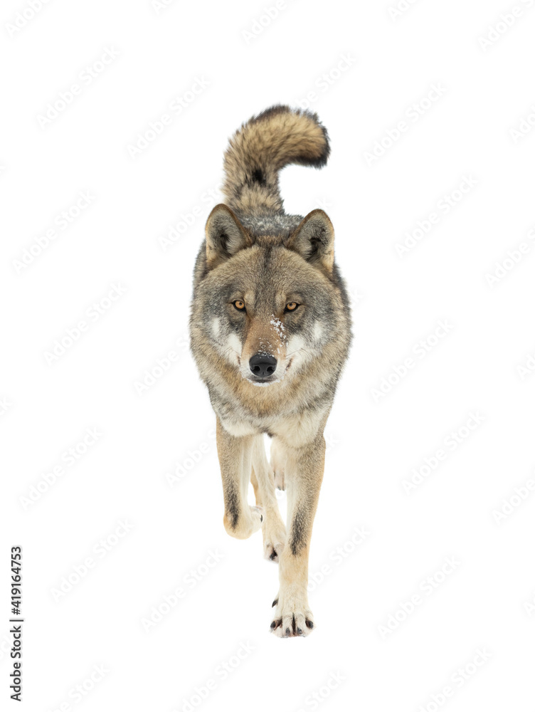 Gray Wolf Running Side View