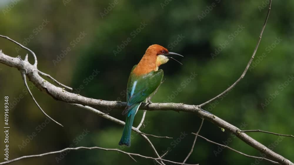 Chestnut-headed Bee-eater Merops leschenaulti, Khao Yai National Park ...
