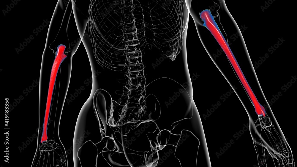 Human skeleton anatomy Ulna Bone 3D Rendering Stock Illustration ...
