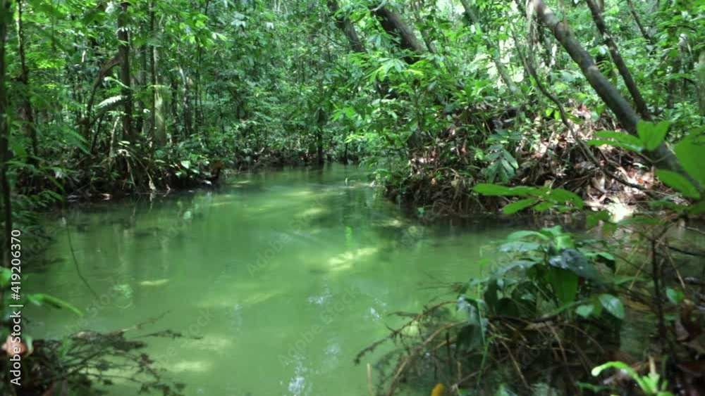 Beautiful water source in igarape river among trees in the Amazon ...
