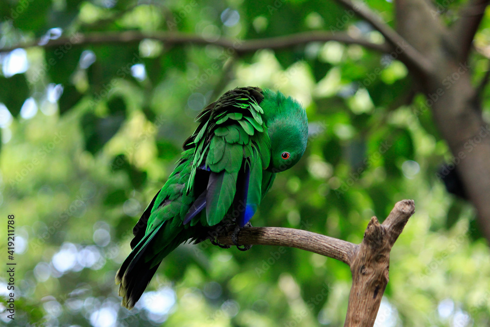 Nuri Bayan (Eclectus Roratus), a parrot with intelligence to imitate ...
